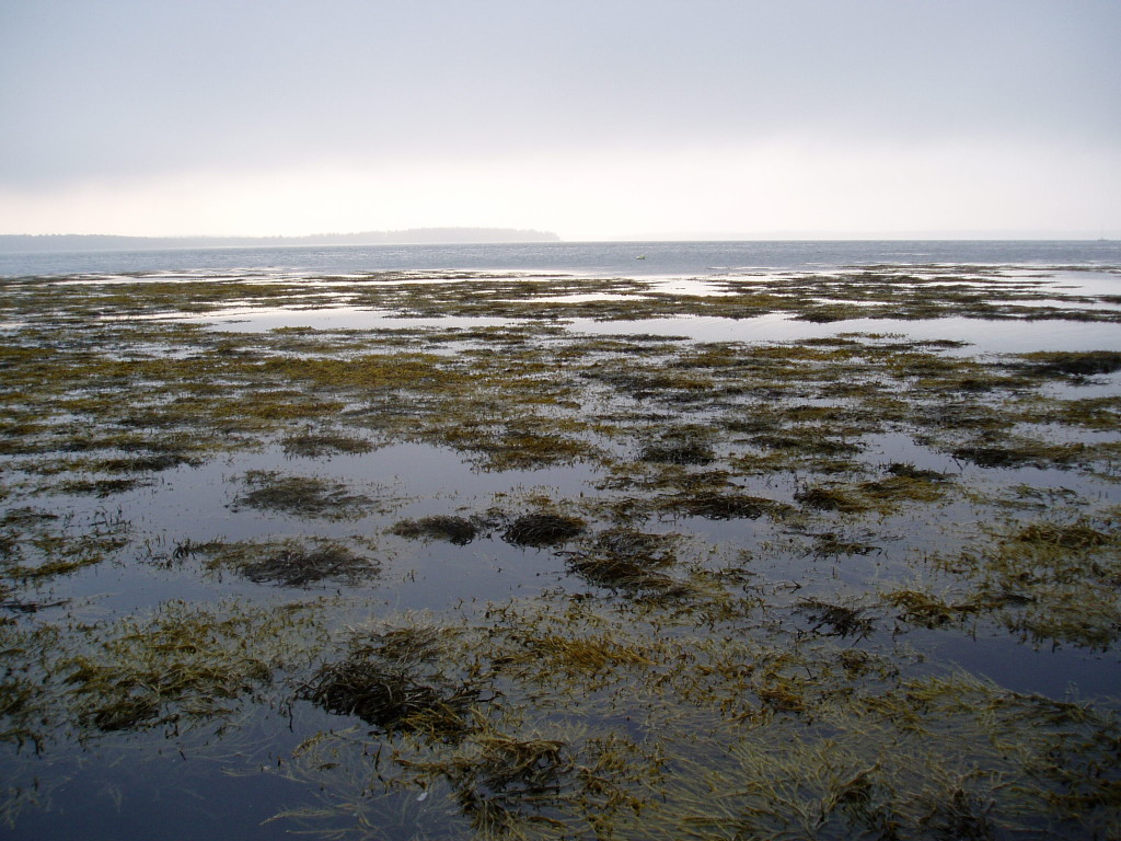 Everything You Need to Know About Rockweed | Maine Seaweed Harvesters